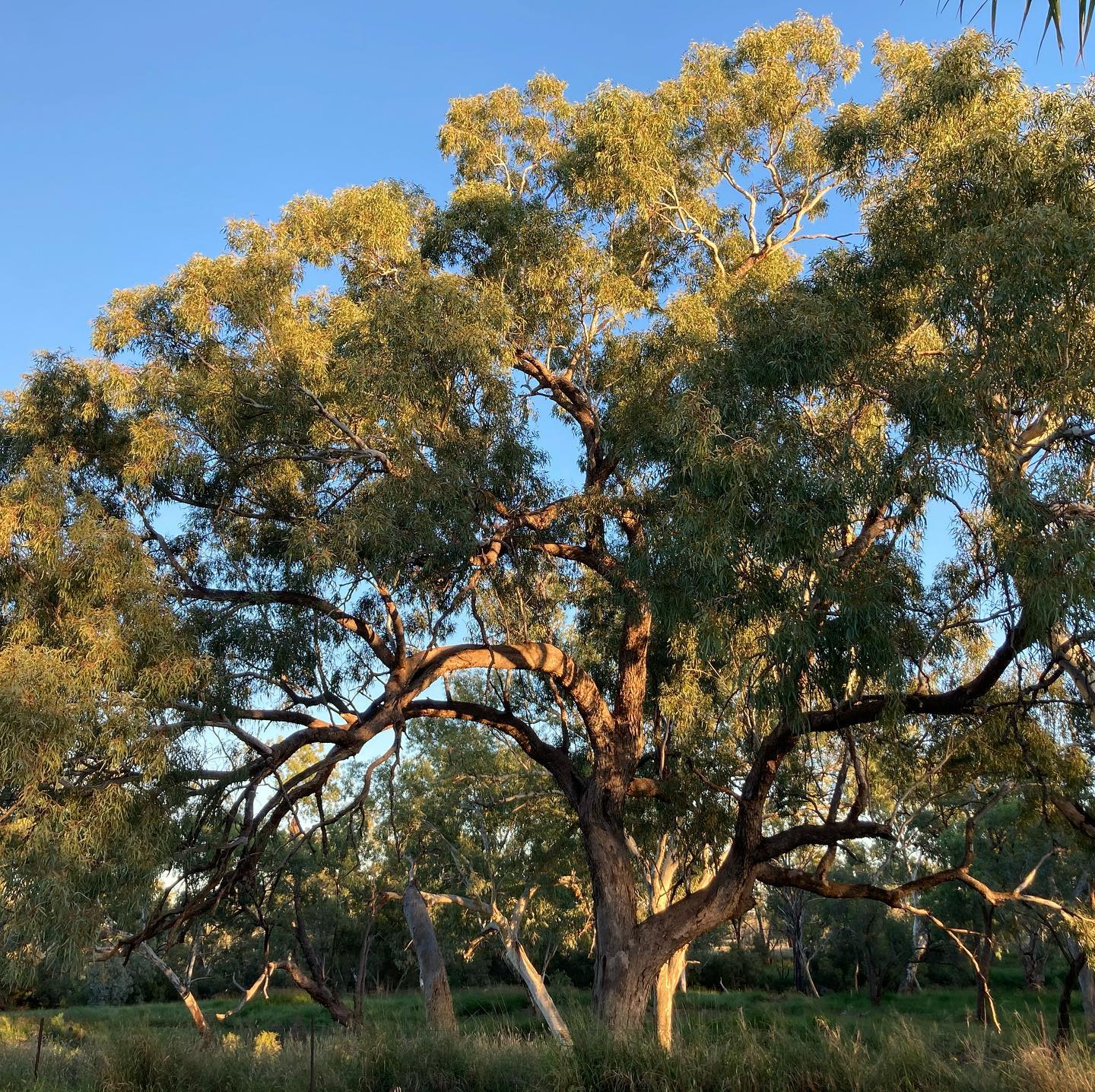 The Glory of Trees - The Hope Homestead